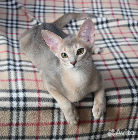 Абиссинский котенок