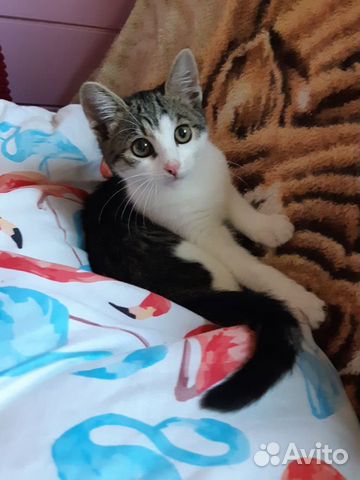 Котенок Добрыня 2,5 мес ищет дом