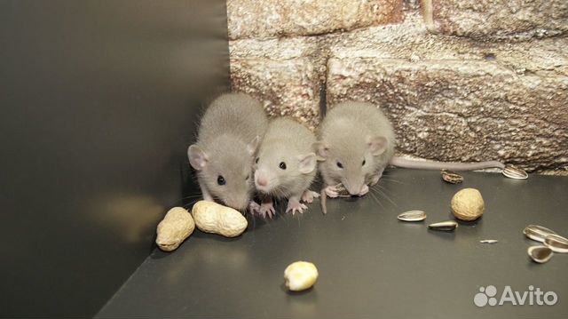 Крысята дамбо 1,5мес