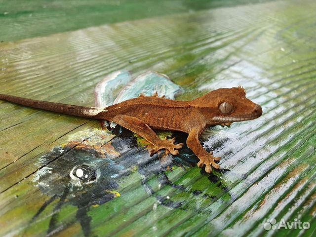 Реснитчатый бананоед малыш