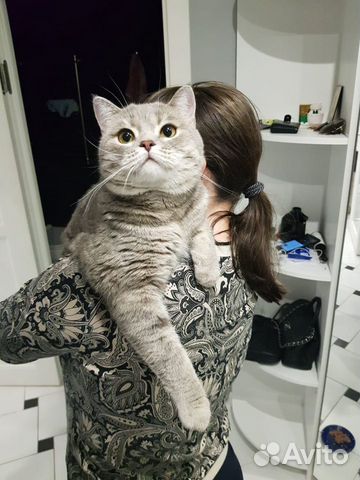 Общительный, ласковый котик "Малыш"