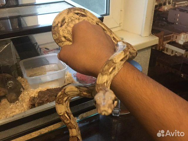 Императорский удав + террарум