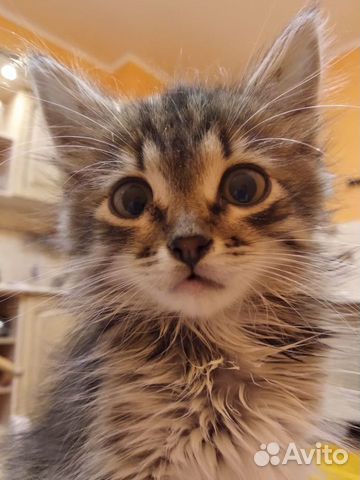 Пушистый котенок девочка