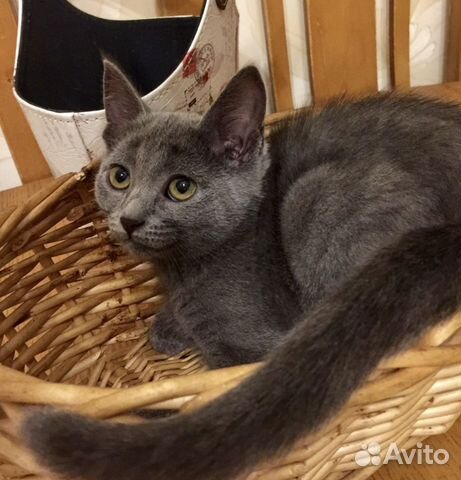 Котенок Лори а-ля «Русская голубая» 2 месяца в дар