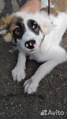 Щенок Бордер Колли метис