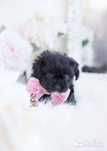 Карманные мальчик и девочка мальтипу