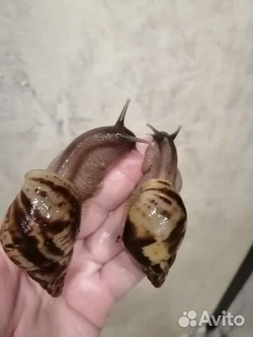 Улитка ретикулята стандарт