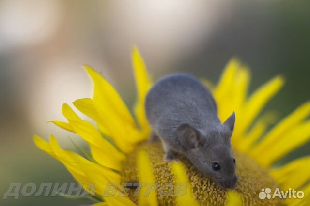 Серая мышка декоративная, девочка
