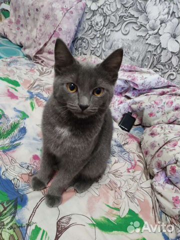 Котенок пепельного цвета