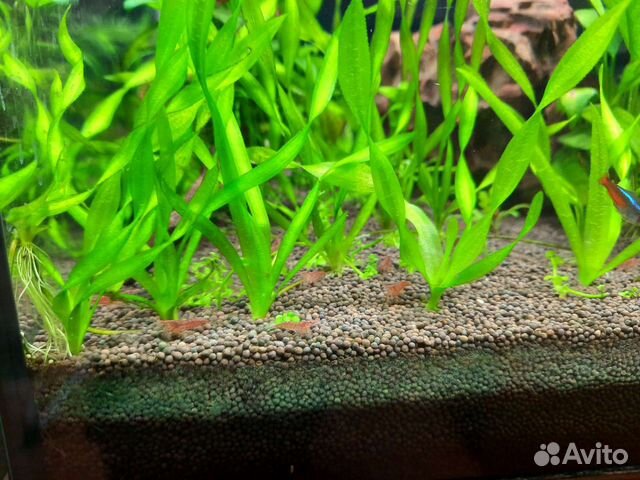 Креветки черри chery