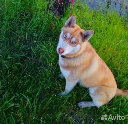 Сибирский Хаски