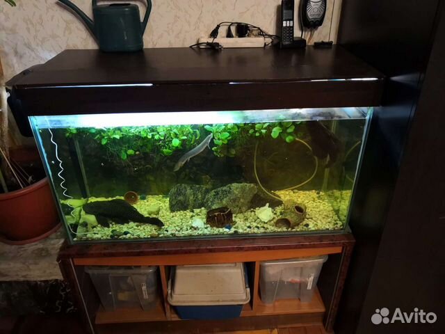Аквариум с рыбками