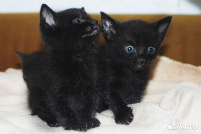 Черный котенок в добрые руки