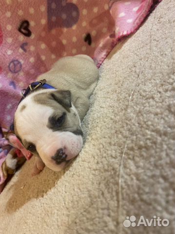 Стаффордширский терьер