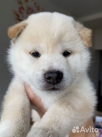 Щенки сиба шиба ину