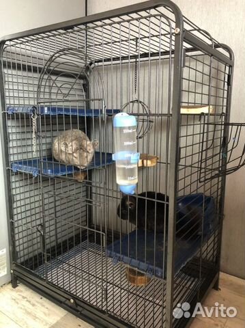 Шиншилы с клеткой