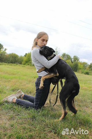 Собака голодает в приюте