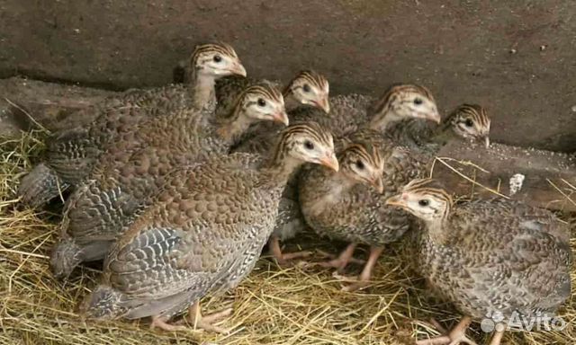 Цесарки