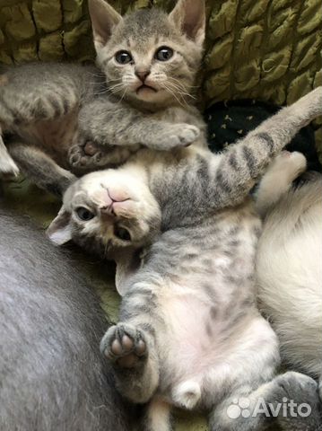 Котята браш