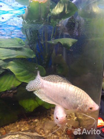 Гурами аквариумные рыбки