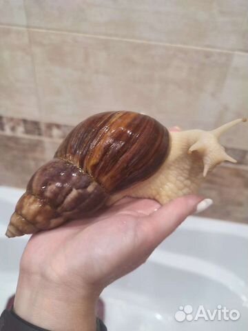 Улитки ахатины