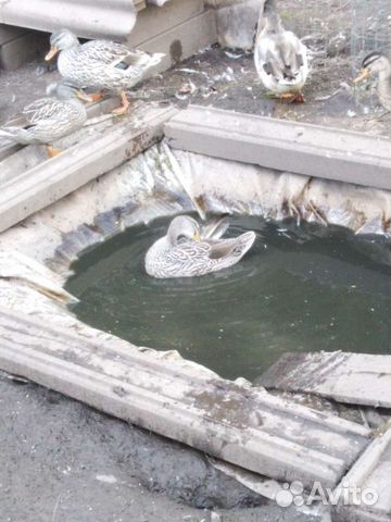 Серебристые утки