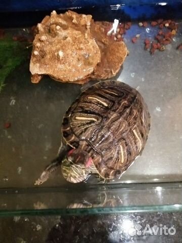 Черепаха Тритон Аквариум