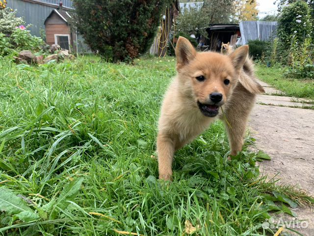 Карело финская лайка (финский шпиц)