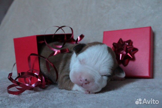 Стаффордширский терьер щенки аст