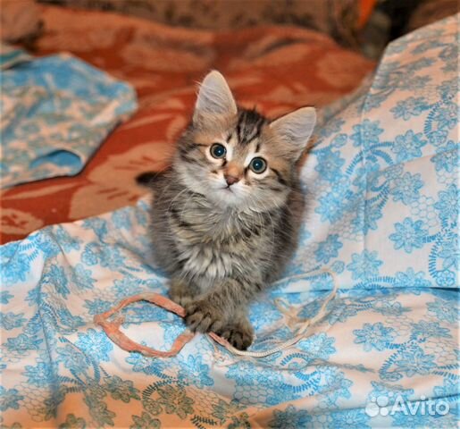 Малявка ищет мам-пап