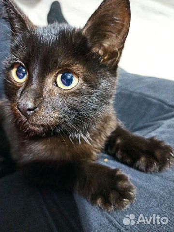 Черный котенок в добрые руки