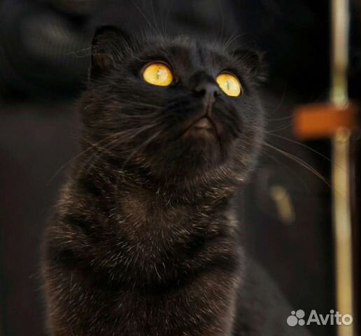 Вислоухая кошка Тэффи