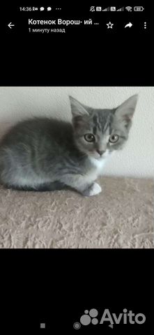 Поиск дома котёнку