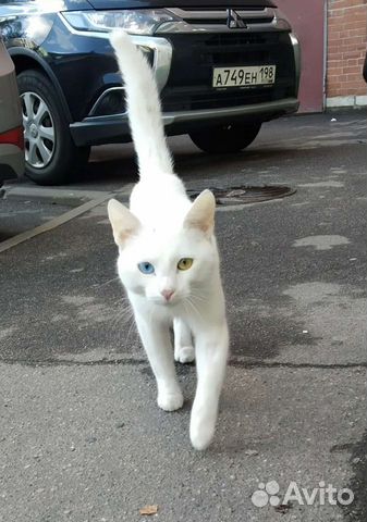 Кот Белый
