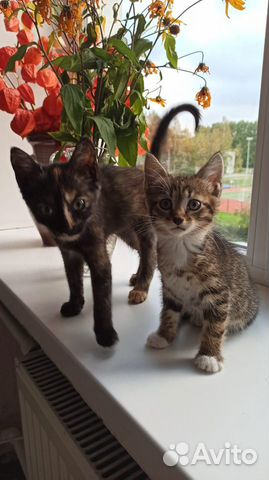 Котята девочки 1,5 мес здоровые домашние