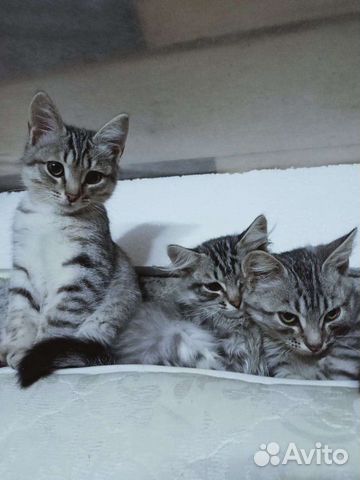 Кошка в дар