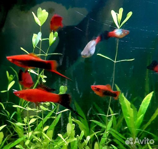 Меченосцы берлинские, кубинские, трехцветные