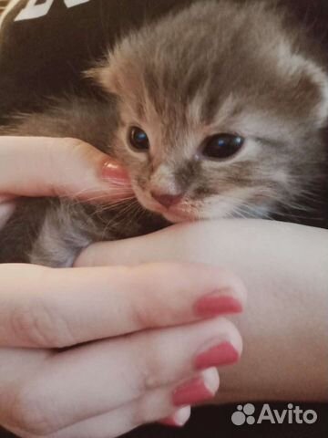 Кошка в дар