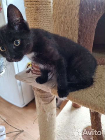 Котенок девочка в добрые руки