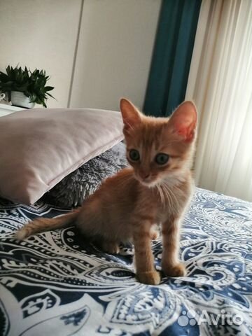 Рыжий котенок, мальчик в добрые руки