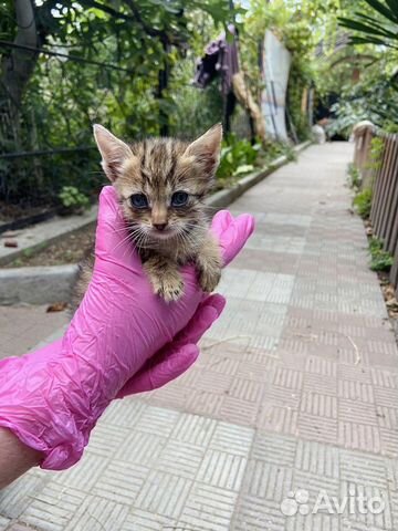Помогите пристроить котёнка за 2 дня