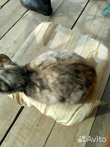 Отдам в хорошие руки котёнка, кошку вместе м шампу