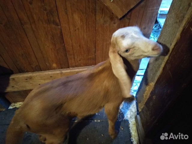 Маленькая козачка