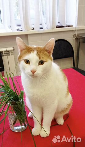 Котик несчастный сирота Лёва 5 лет в добрые руки