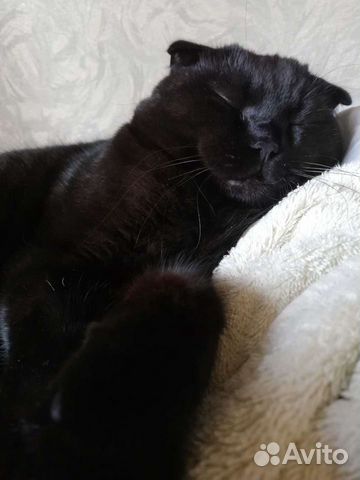 Кот ищет невесту