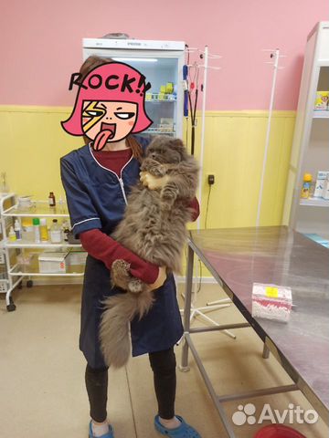Отдам бесплатно кота в самом расцвете сил