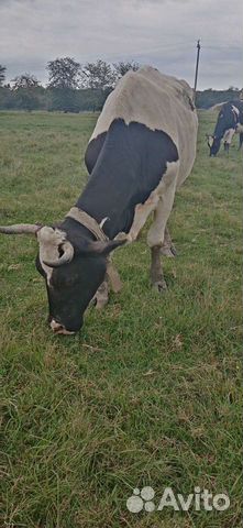 Корова дойная