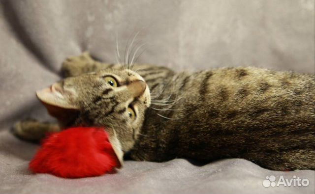 Котенок Шерлок