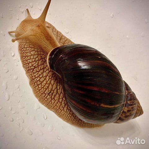 Улитки ахатины