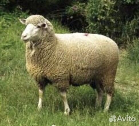 Овцематки и ярочки